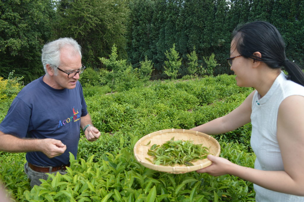 German Planted and Processed Tea - Tschanara Tea Garden - Liu -Tea & Art