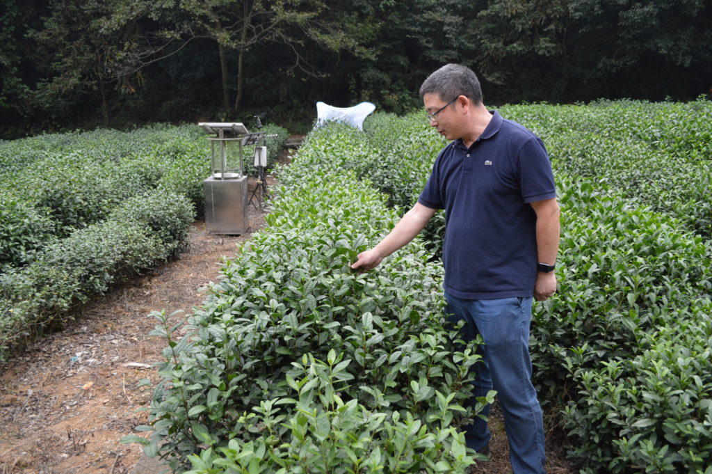 TRICAAS - the only National comprehensive Tea Research Institution in ...