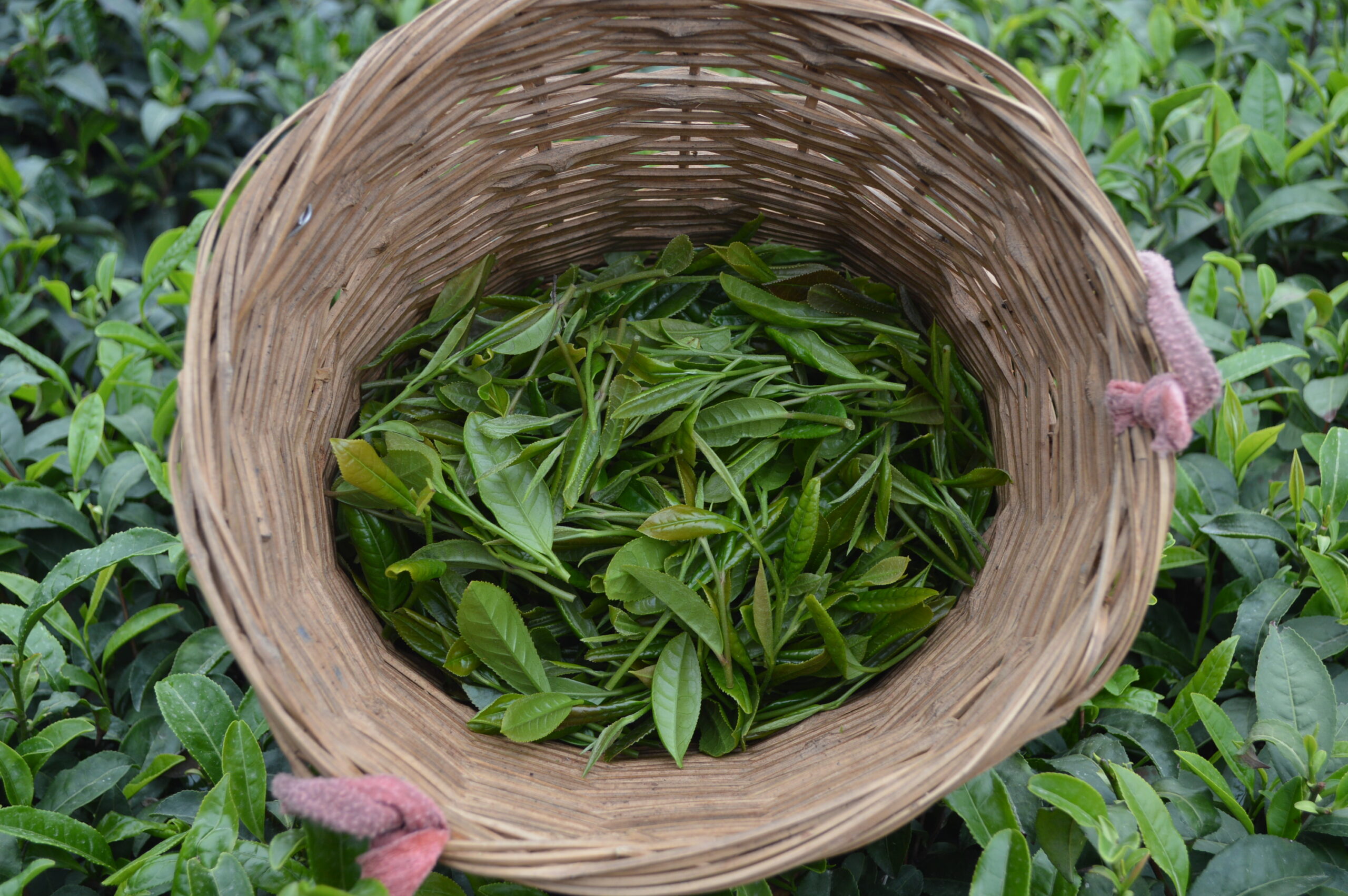 Green Tea - Liu -Tea & Art